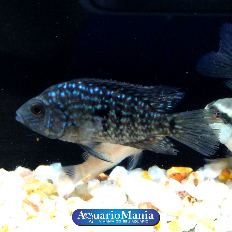 Texas Blue 03 a 04cm