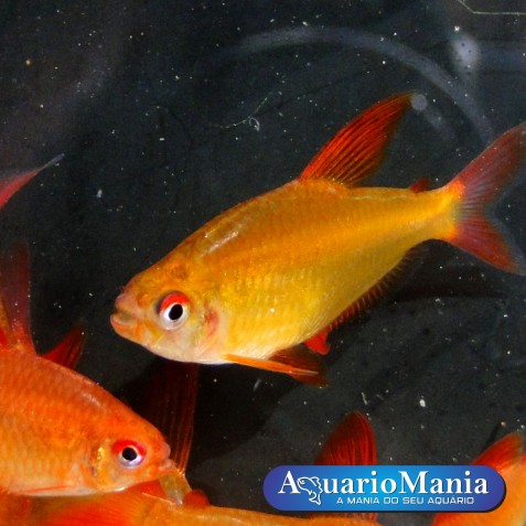 Tetra Red Cherry 4cm (Hyphessobrycon sp mzuel)