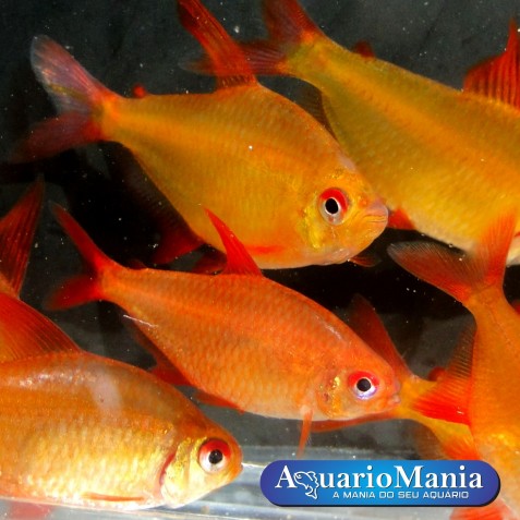 Tetra Red Cherry 4cm (Hyphessobrycon sp mzuel)