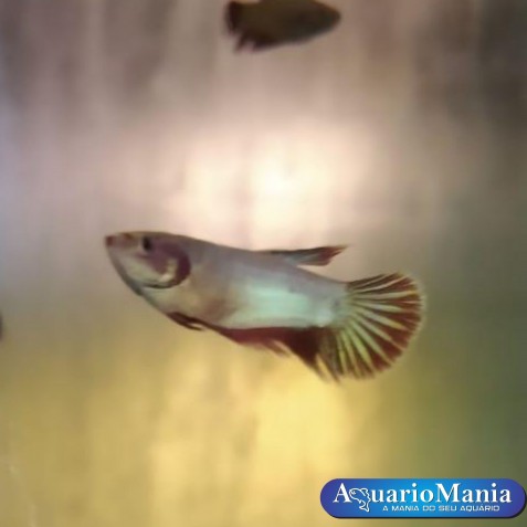 Betta Fêmea Comum
