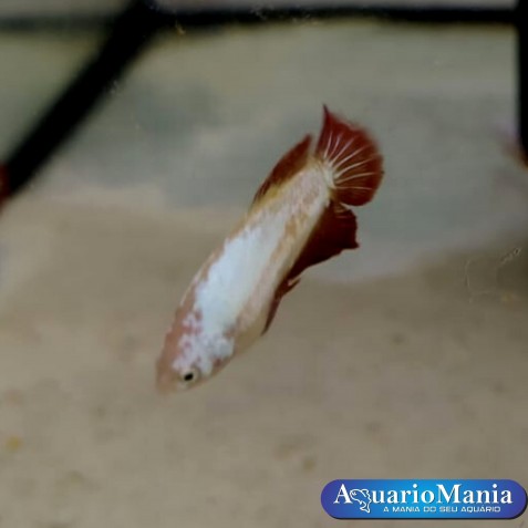 Betta Fêmea Comum