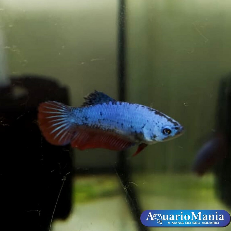 Betta Fêmea Comum