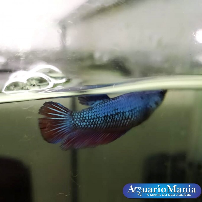 Betta Fêmea Comum
