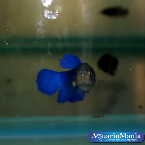 Betta Fêmea Comum