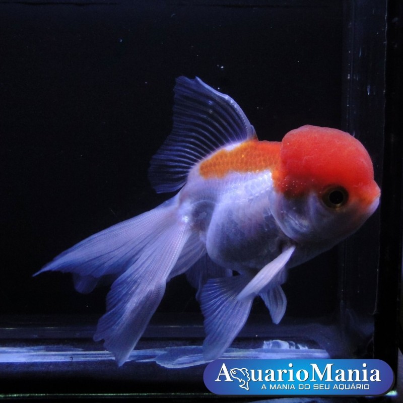 Kinguio Oranda Red White M
