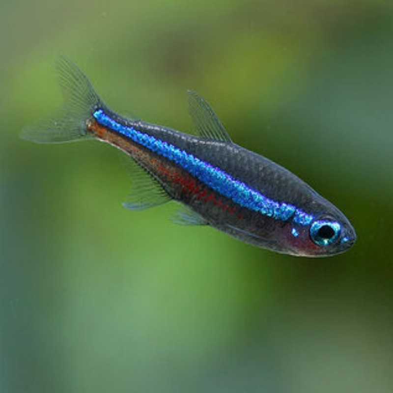 Tetra Neon Verde 1-2 cm (Paracheirodon simulans)