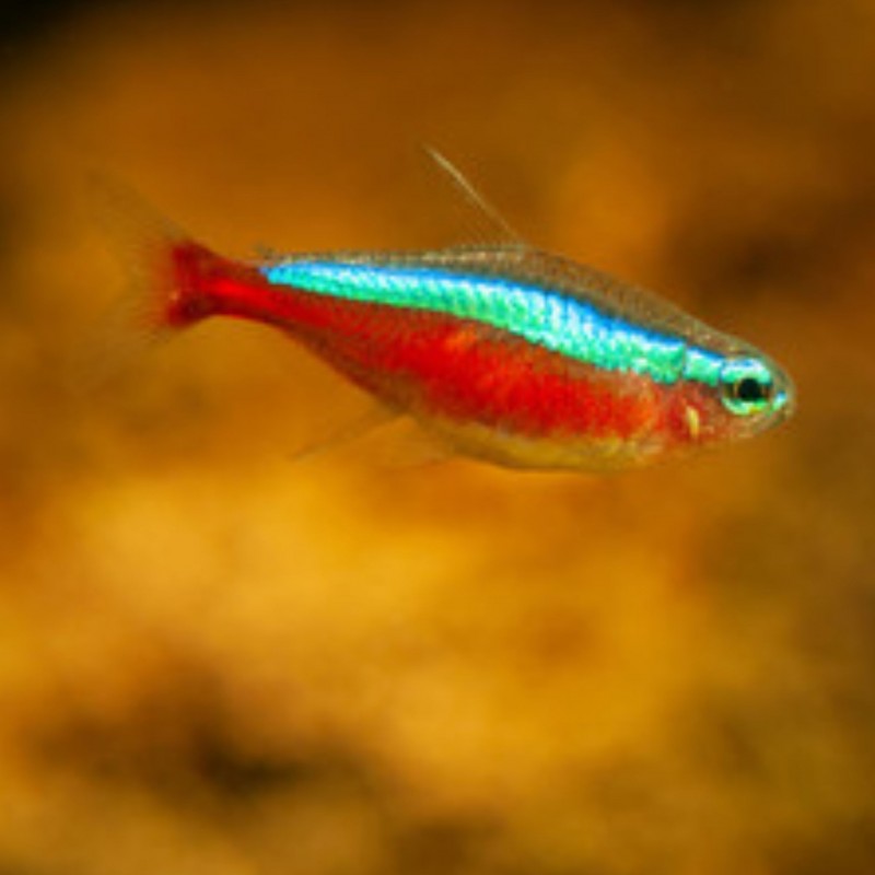 Tetra Neon Cardinal 2-3 cm (Paracheirodon axelrodi)