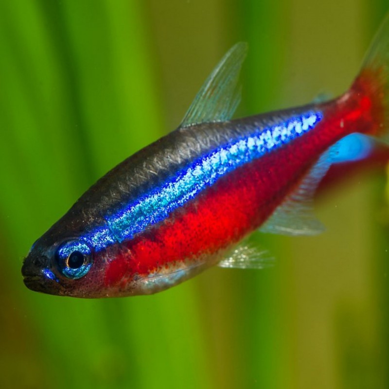 Tetra Neon Cardinal 2-3 cm (Paracheirodon axelrodi)
