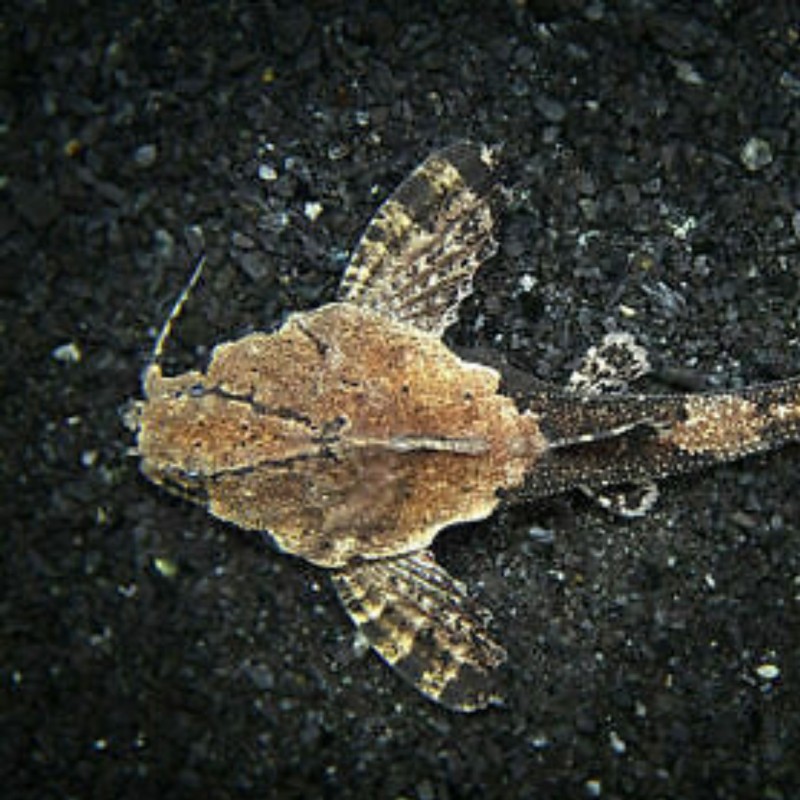 Banjo (Bunocephalus coracoideus)