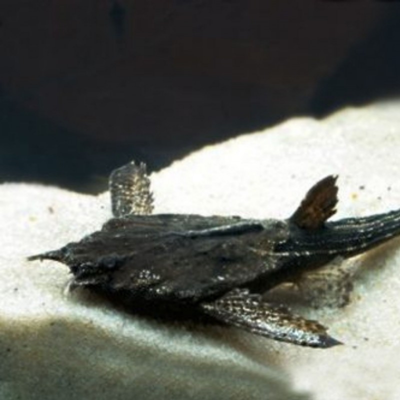 Banjo (Bunocephalus coracoideus)