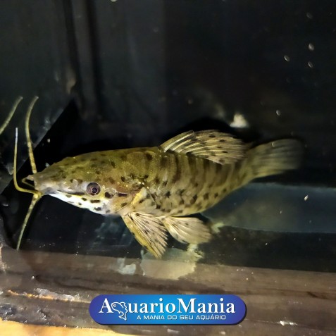 Tamboata Pintado (Callichthys callichthys)