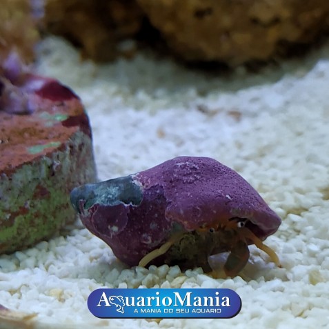 Paguro pata Amarela (Calcinus tibicen) Lote com 5 unid