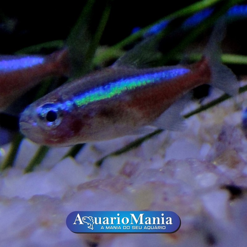 Tetra Neon Cardinal 2-3 cm (Paracheirodon axelrodi)