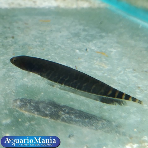 Ituí Sarapó 8-10cm (Gymnotus carapo)