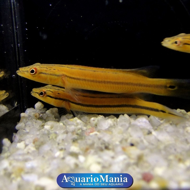 Jacundá Orange - 8 - 11 cm