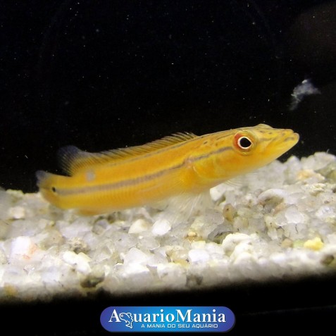 Jacundá Orange - 8 - 11 cm