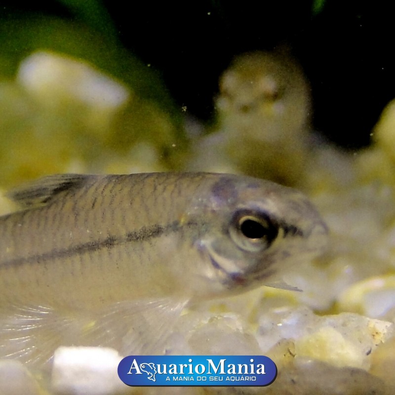 Peixe Mocinha "Nordeste"