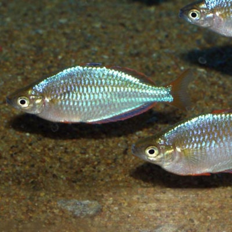 Melanotaenia Neon (Melanotaenia praecox)