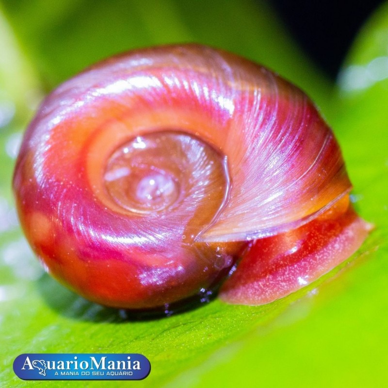 Caramujo Red Ramshorn