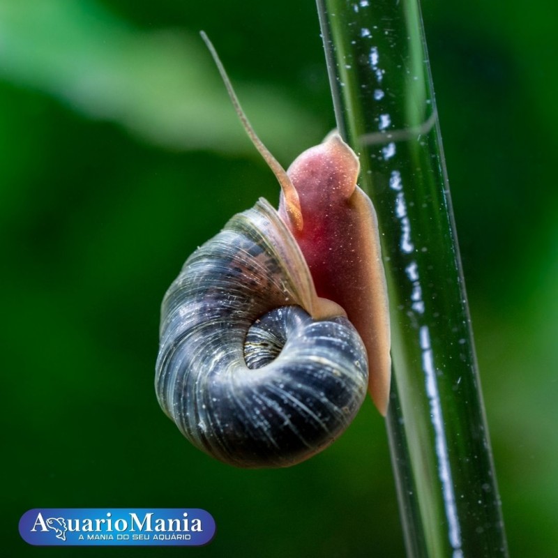 Caramujo Red Ramshorn