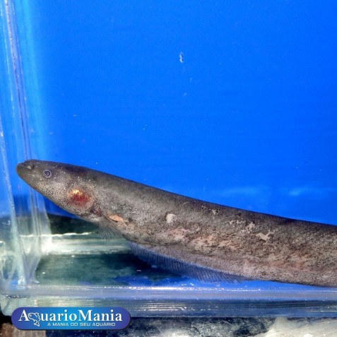 Ituí Sarapó 8-10cm (Gymnotus carapo)