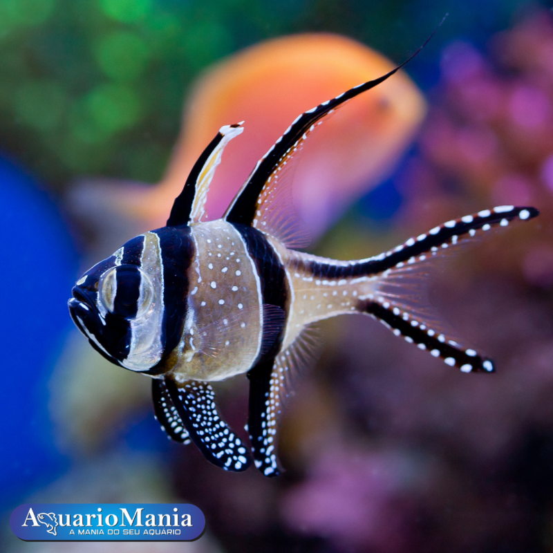 Cardinal Bangai Importado (Pterapogon kauderni)