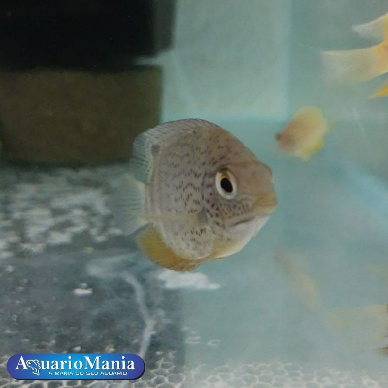 Acará Severum Green