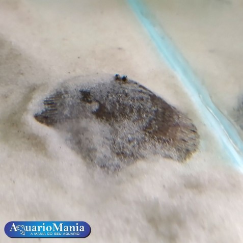 Linguado adaptado em água doce (Achirus lineatus)