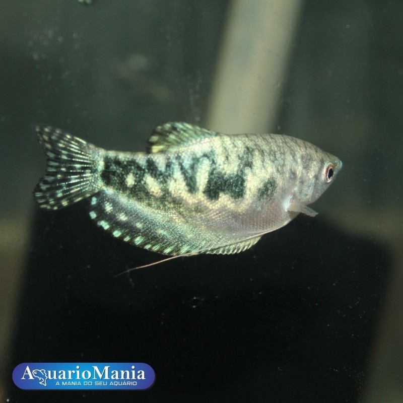 Tricogaster Azul 5-7cm