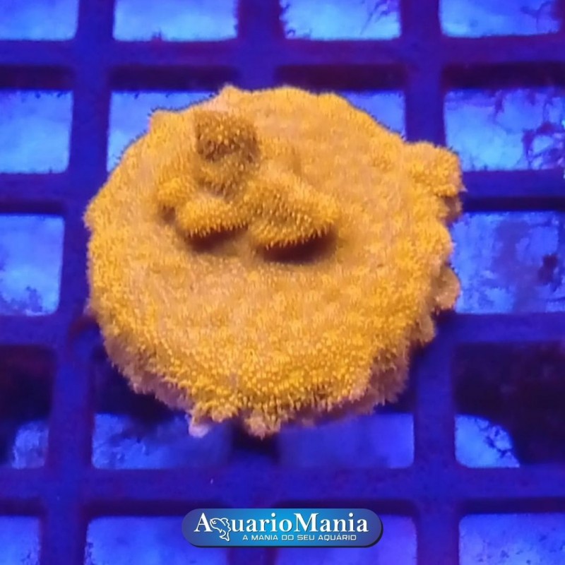 Coral Psamocora Laranja