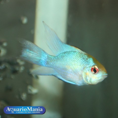Ramirezi Eletric Blue 3-4 cm (Mikrogeophagus ramirezi)