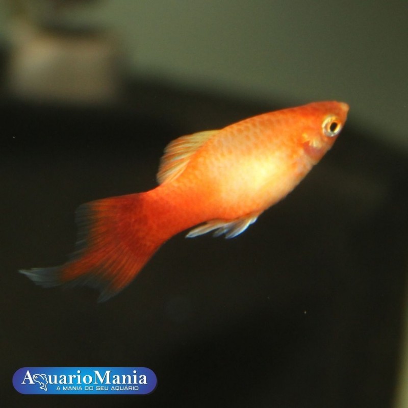 Platy Sunset 3-4 cm (Xiphophorus maculatus)