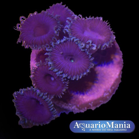 Coral Palitoa Purple Death +5 polipos (Mesmo Padrão)