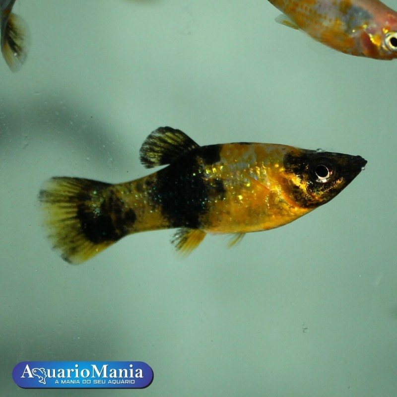 Molinésia Tangerina 3-4 cm (Poecilia latipinna)