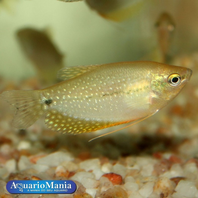 Peixes ornamentais de agua doce e salgada - Aquario Mania - Aquário Mania