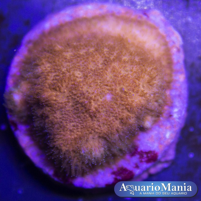 Coral Psamocora Laranja