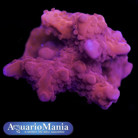 Coral Montipora Setosa Laranja