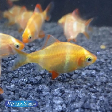 Barbo Sumatra Gold (Pantius tetrazona)