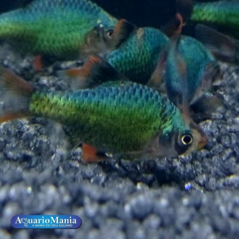 Barbo Sumatra Verde (Pantius tetrazona)