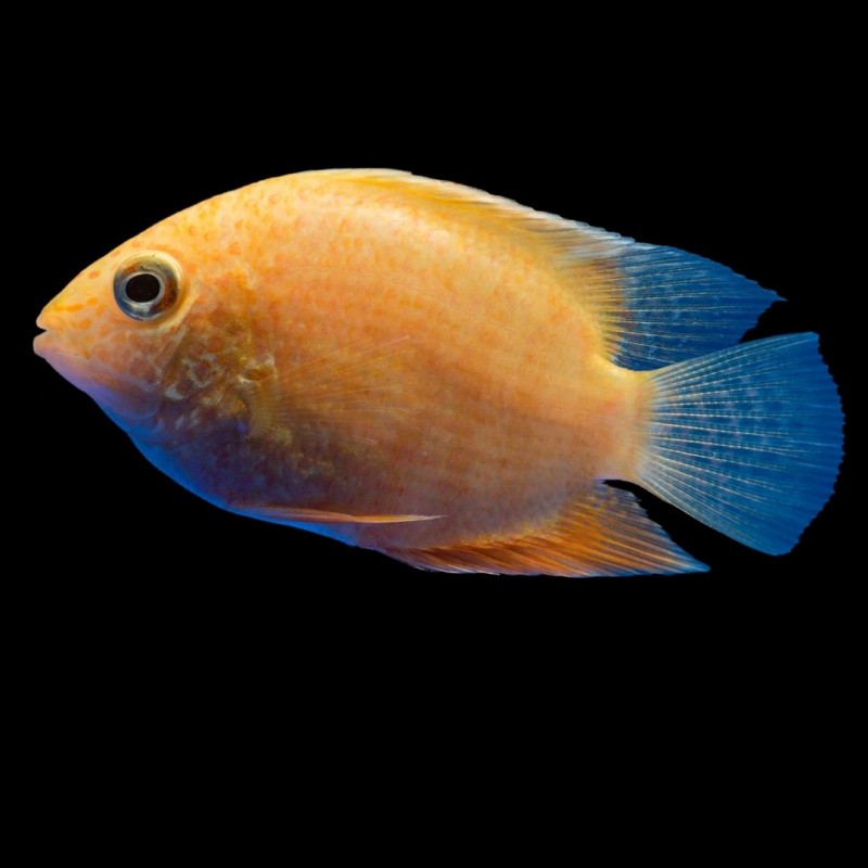 Acará Severum Golden P ( Heros severus )